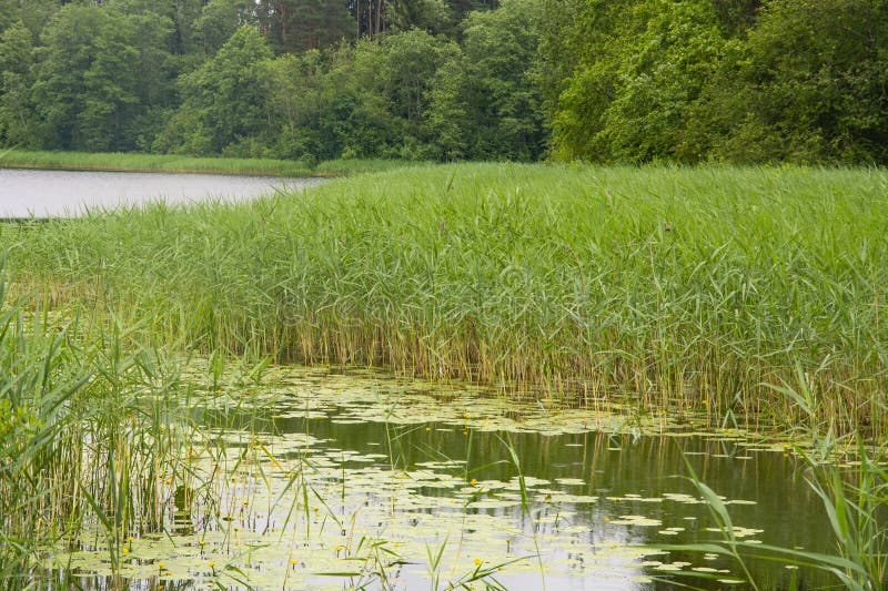 Phragmites Australis, Known As Common Reed, is Broadly Distributed ...