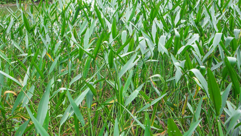 The Phragmites Australis Plant is Known As the Common Reed Stock Photo ...