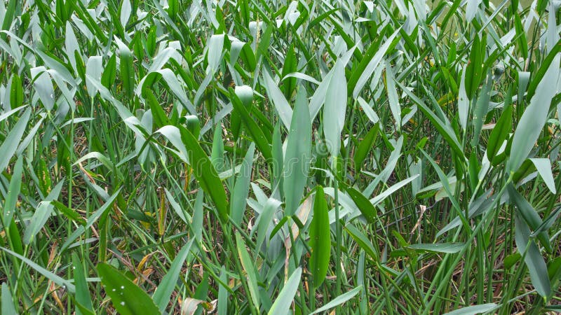 The Phragmites Australis Plant is Known As the Common Reed Stock Image ...
