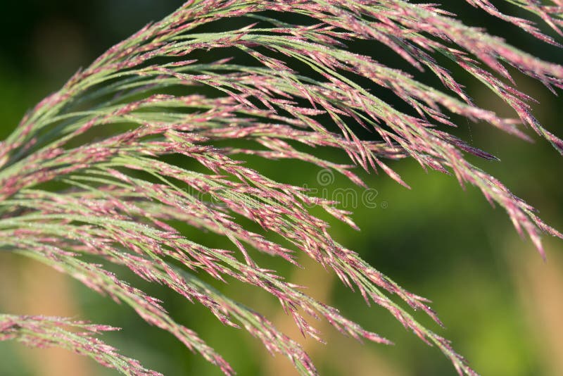 Reed seed head stock image. Image of detailed, nature - 45534887