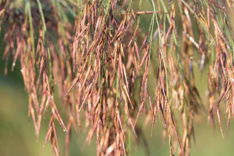 Phragmites Australis Reed Seed Head Stock Photo - Image of growth, drop ...