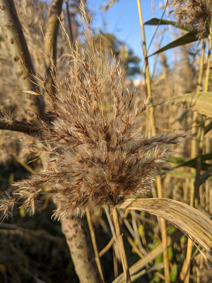 Phragmites Australis - Wild Flower Stock Image - Image of science ...