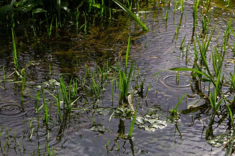 Phragmites Australis at the Water S Edge. Spring Young Shoots in the ...