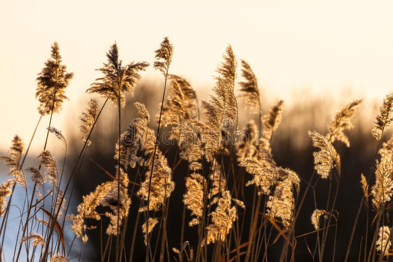 Phragmites or Common Reed Phragmites Communis Stock Image - Image of ...