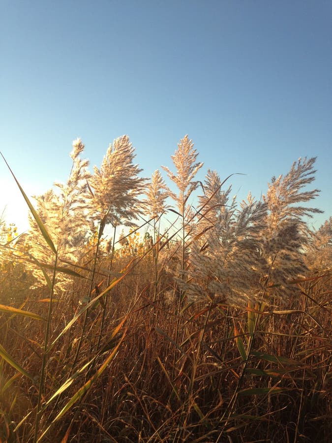 Phragmites Grass in the Field the Fall. Stock Photo - Image of ...