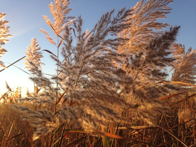 Phragmites Grass in the Field the Fall. Stock Photo - Image of leaves ...