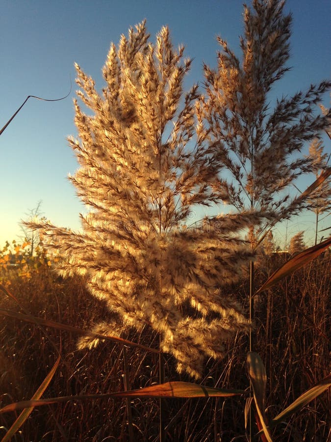 Phragmites Grass in the Field the Fall. Stock Photo - Image of ...