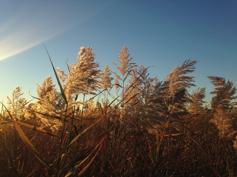 Phragmites Grass in the Field the Fall. Stock Image - Image of autumn ...