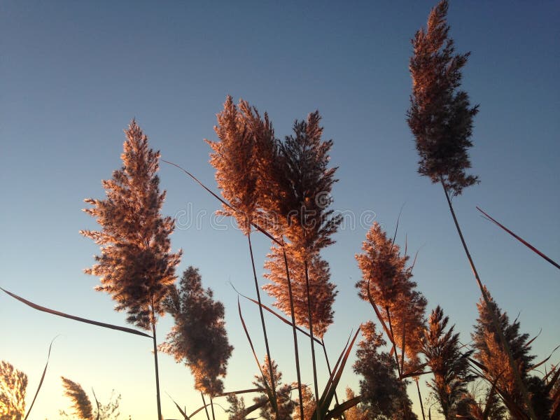 Phragmites Grass in the Field the Fall. Stock Image - Image of city ...