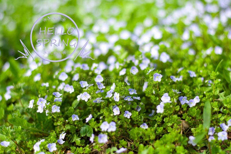 Phrase Hello Spring Over Green Grass Stock Image - Image of abstract ...