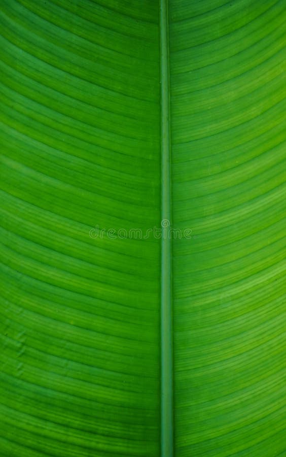 Phrynium Placentarium Leaves Stock Image - Image of leaf, banana: 75015637