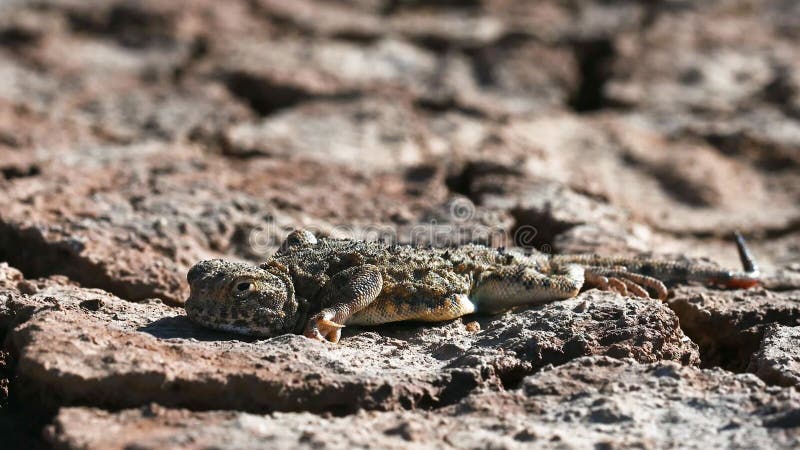 Phrynocephalus Helioscopus or Sunwatcher Agama Stock Footage - Video of ...