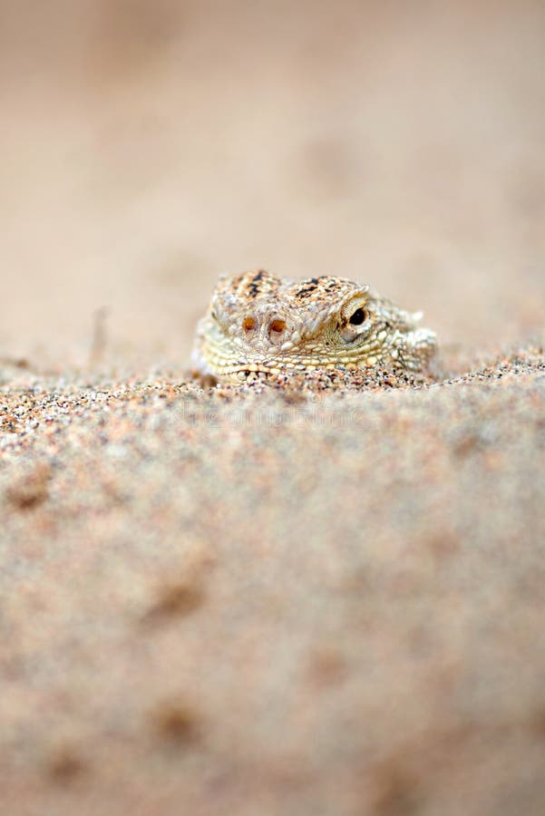 Phrynocephalus mystaceus. stock photo. Image of sand - 102472570