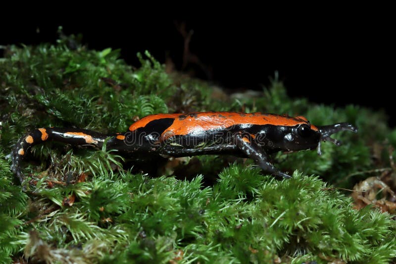 Phrynomantis Microps Stock Photos - Free & Royalty-Free Stock Photos ...