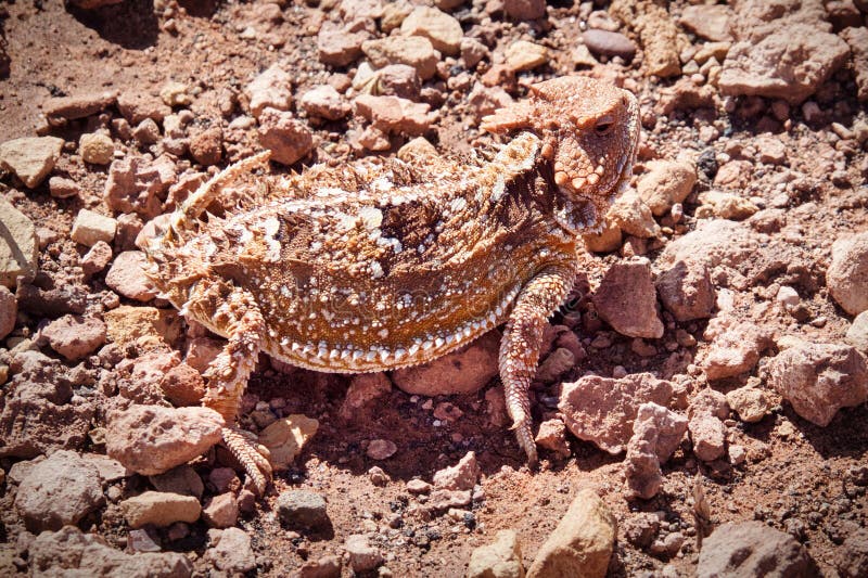 Horntoads Stock Photos - Free & Royalty-Free Stock Photos from Dreamstime