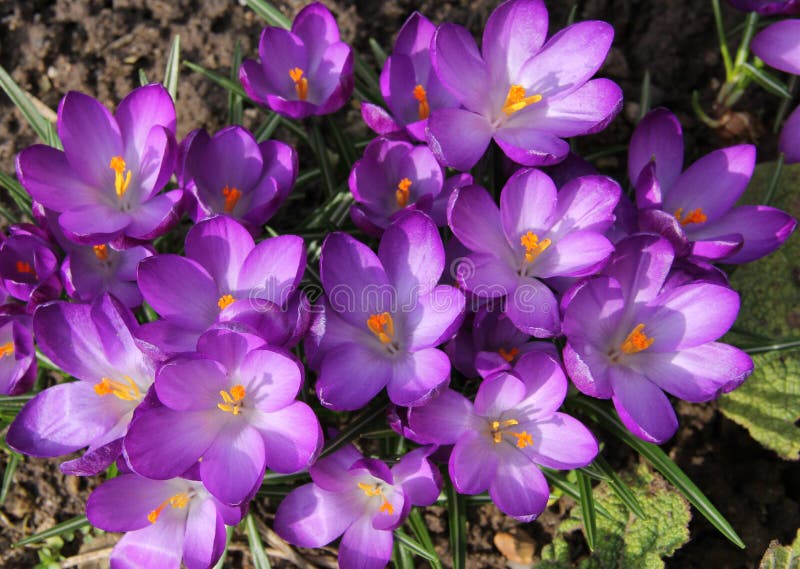 Krokussen stock afbeelding. Image of bloesem, elegant - 29953427