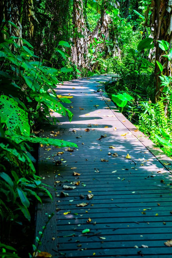Phu Sang Warm Sping Nature Trail Stock Image - Image of light ...