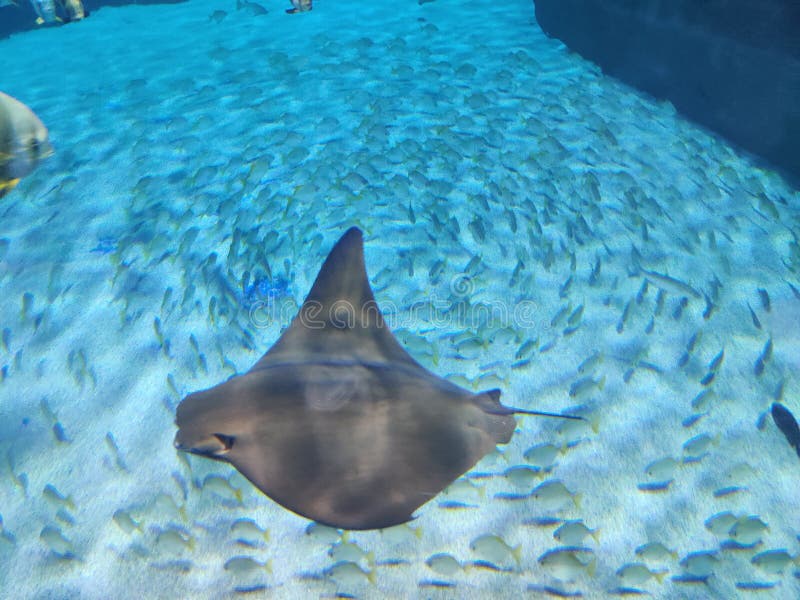 Phuket Aquarium Shark Fish Water Stock Photo - Image of shark, aquarium ...