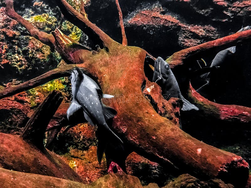 Phuket Aquarium By Yaman Mutart Stock Image - Image of aquatic, animal ...