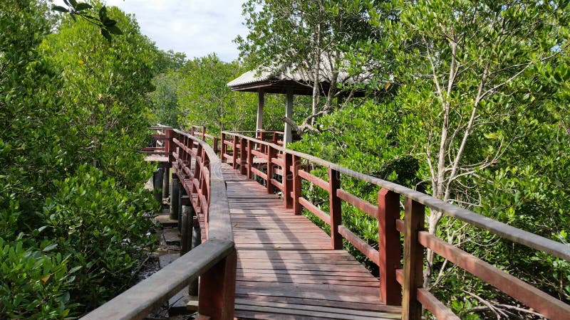 Phuket mangrove forest stock image. Image of recreation - 62100421