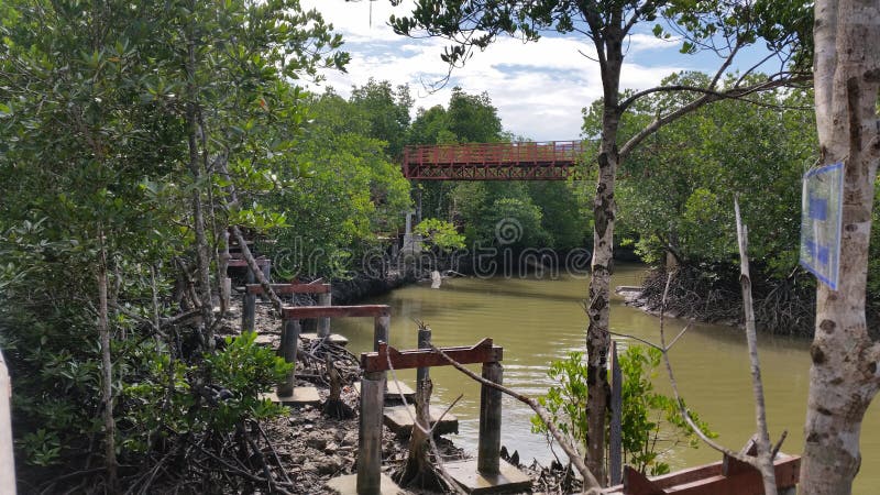 Phuket mangrove forest stock image. Image of wetland - 62100437