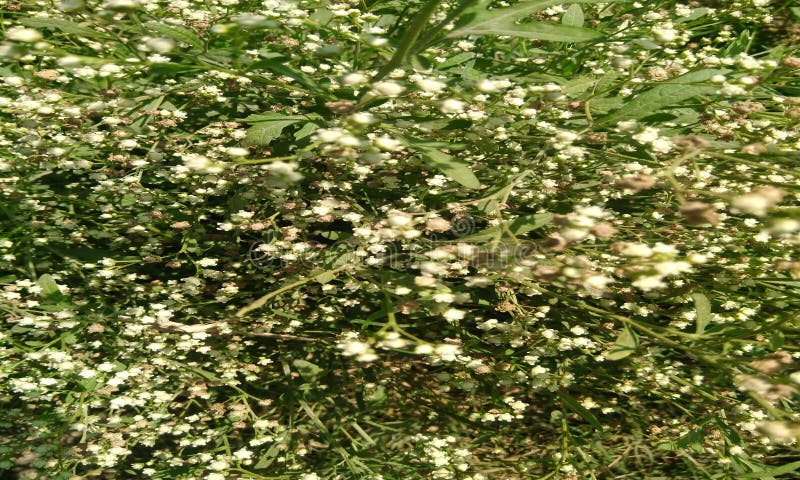 Phool Stock Illustrations – 98 Phool Stock Illustrations, Vectors ...