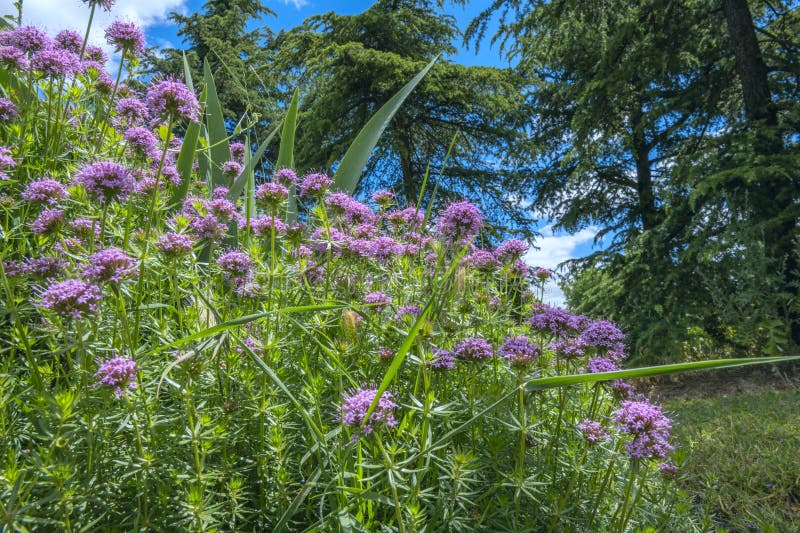 Glabrous T Stock Photos - Free & Royalty-Free Stock Photos from Dreamstime