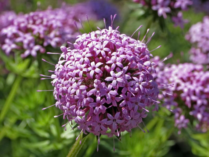 Phuopsis Stylosa Flower in Spring Stock Image - Image of garden ...