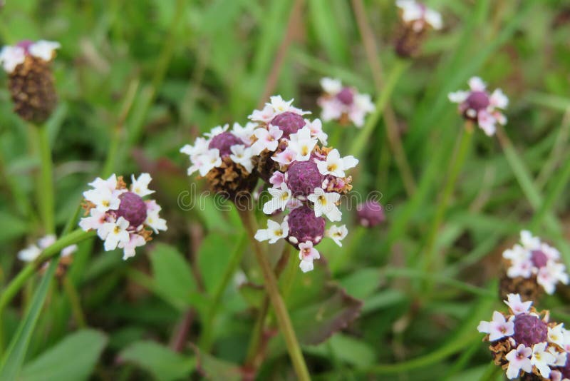 Phyla Flowers in the Meadow, Closeup Stock Photo - Image of macro, leaf ...