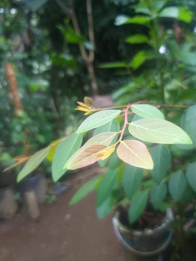 Phylanthus Reticulatus Leaf Stock Image - Image of nature, leaf: 208277307