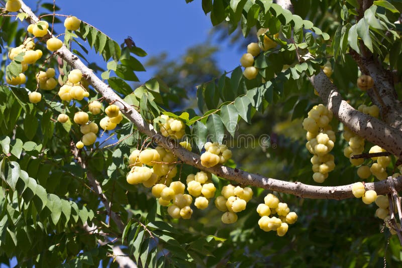 Phyllanthus acidus stock photo. Image of currant, tropical - 19069348