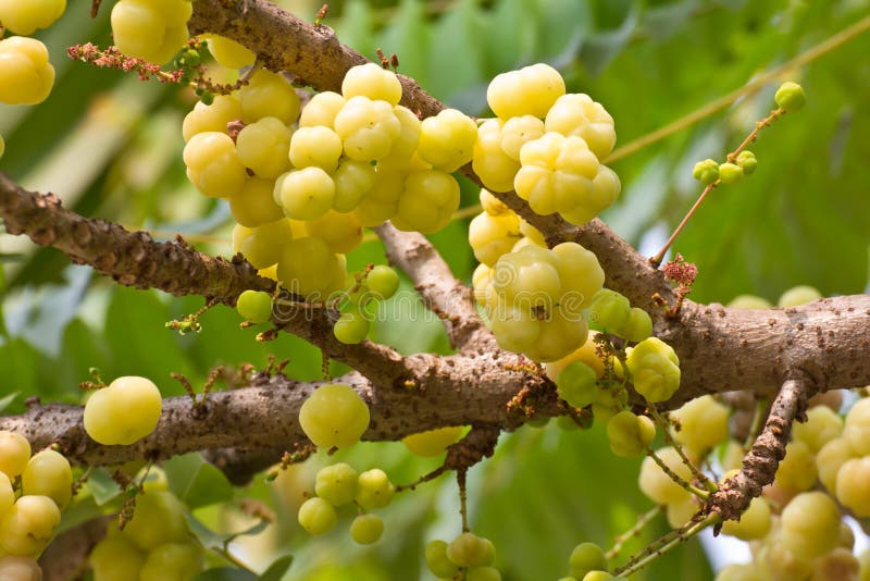 Phyllanthus acidus stock photo. Image of currant, tropical - 19069348