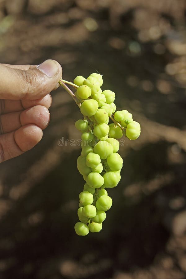 Phyllanthus Acidus Tree Isolated Stock Image - Image of thailand ...