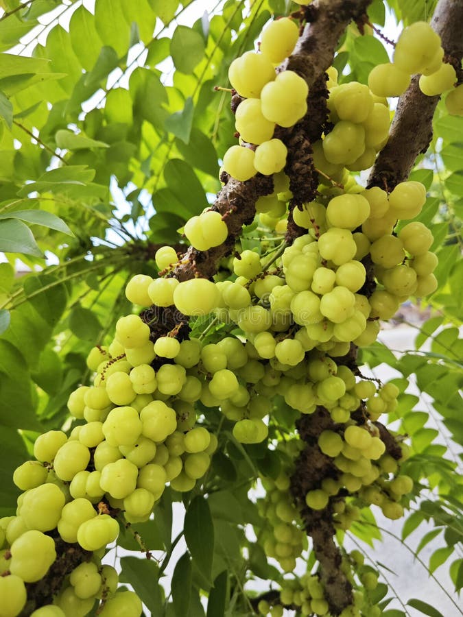 Phyllanthus Acidus Clusters of Gooseberries Sprouting from the Stem ...
