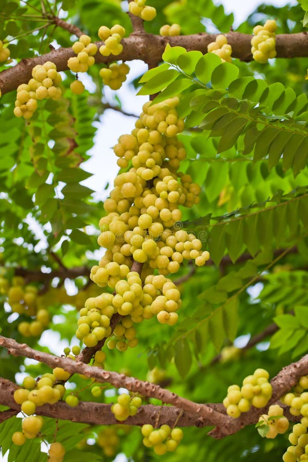 Phyllanthus acidus on tree stock image. Image of green - 23963701