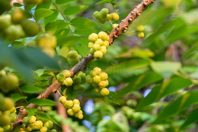 Phyllanthus acidus stock photo. Image of herbal, freshness - 73966566