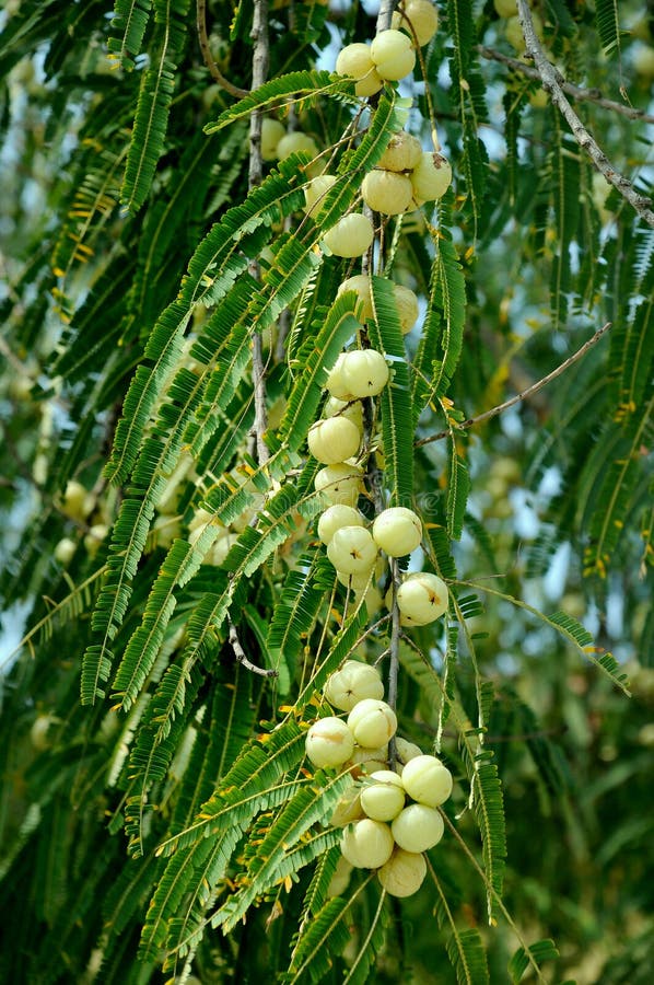 Phyllanthus emblica stock photo. Image of meal, appetite - 8076162