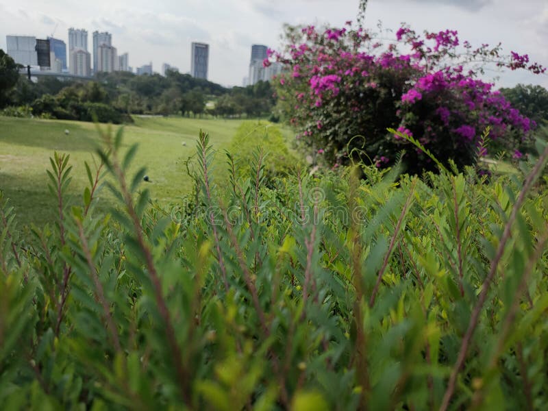 Phyllanthus Multiflorus Stock Photos - Free & Royalty-Free Stock Photos ...