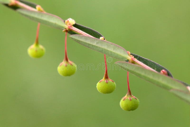 Phyllanthus niruri stock image. Image of growth, niruri - 42793685