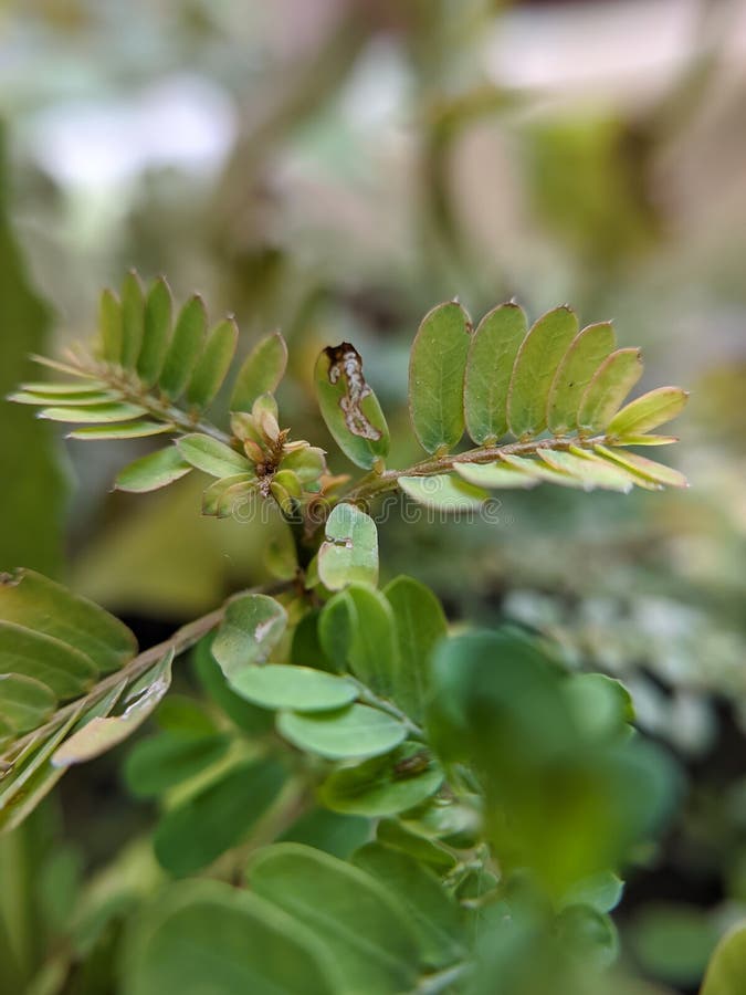 Phyllanthus niruri stock photo. Image of healthy, grass - 269462264