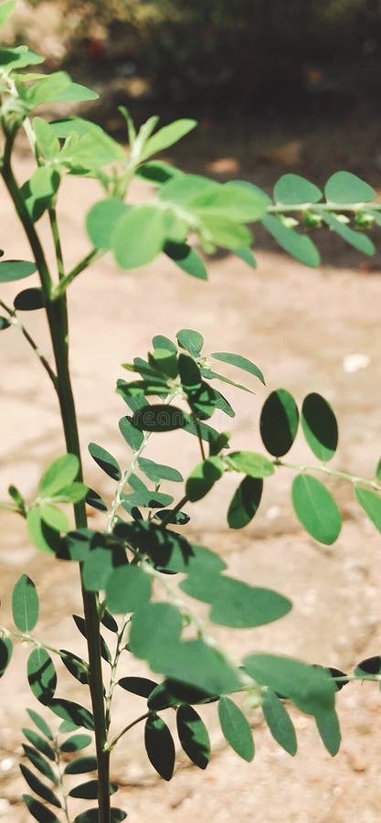 Phyllanthus Niruri(keezhanelli) Stock Image - Image of produce, garden ...