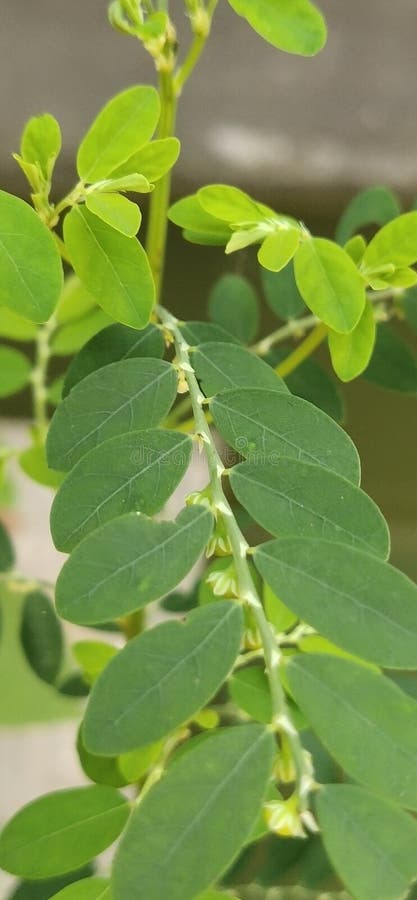 Phyllanthus Niruri(keezhanelli) Stock Image - Image of green, berry ...