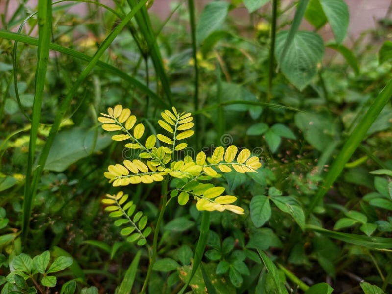 Phyllanthus Niruri Leaves Small Plant with Yellow Leaves Growing in the ...