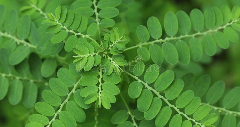 Phyllanthus Niruri or Gale of the Wind that Grows among the Grass Stock ...