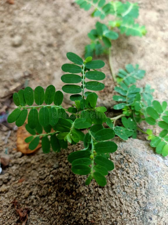 Phyllanthus niruri plant stock image. Image of niruri - 288126489
