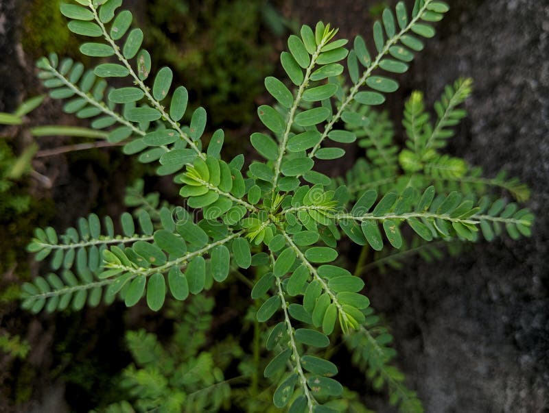 Phyllanthus Niruri is a Small Tree that Grows Wild Stock Photo - Image ...