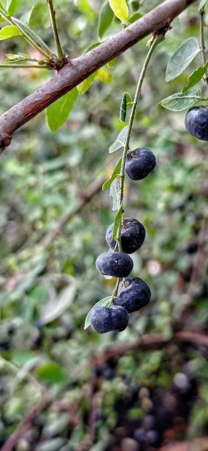 Phyllanthus Reticulatus Fruit Stock Image - Image of fruit, nature ...