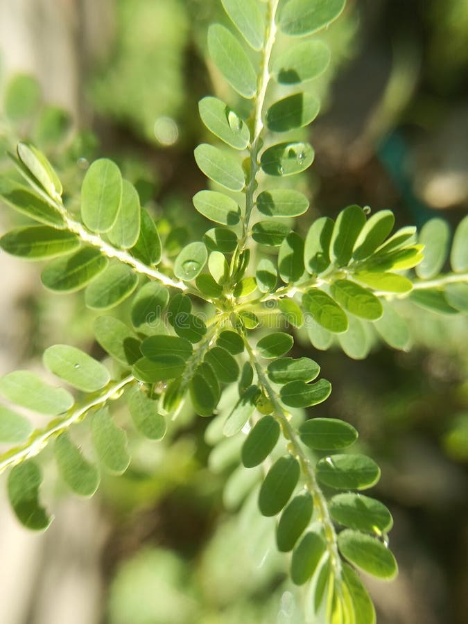 Phyllanthus Urinaria or Called Stonebreaker Stock Image - Image of soil ...