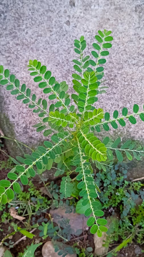 Phyllanthus Urinaria Plant Growing in the Yard Next To a Wall Stock ...