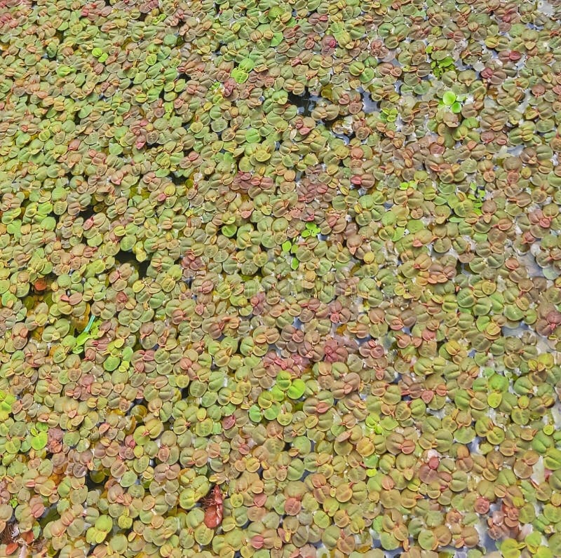 Phyllantus Fluitans or Red Root Floating Plants Stock Photo - Image of ...